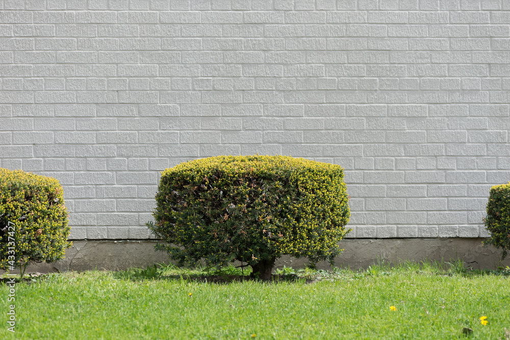 topiary evergreen shrub clipped in the shape of a round drum ...