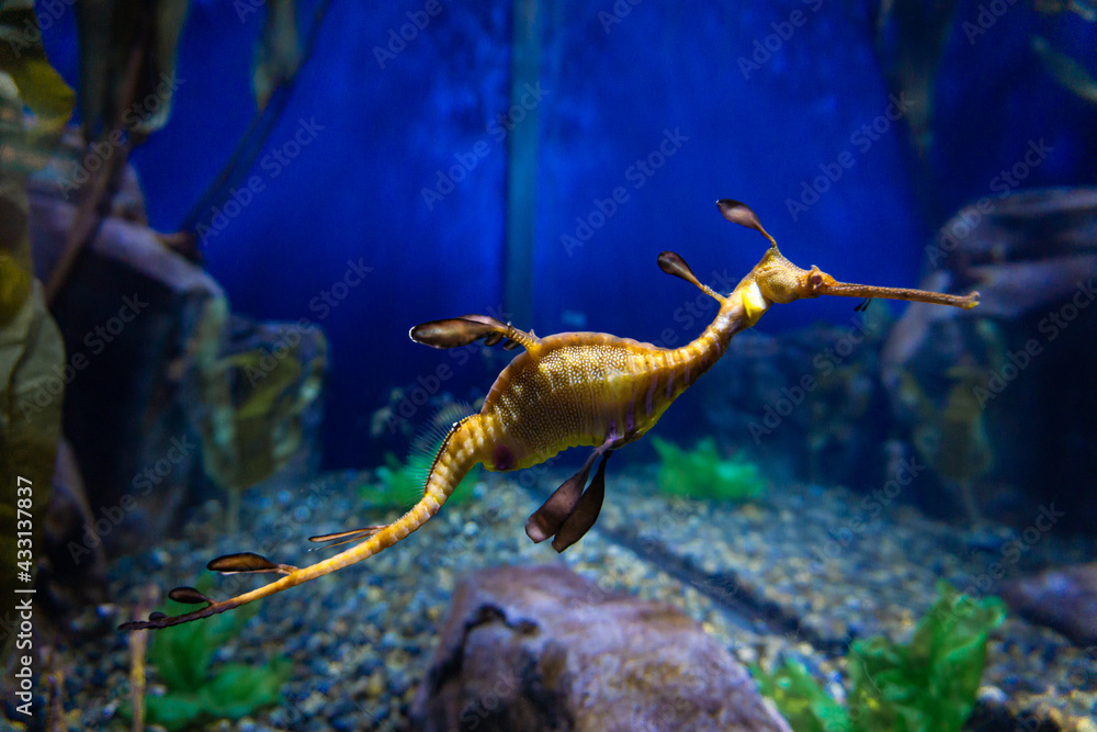 Sea Dragon Swimming Stock Photo | Adobe Stock