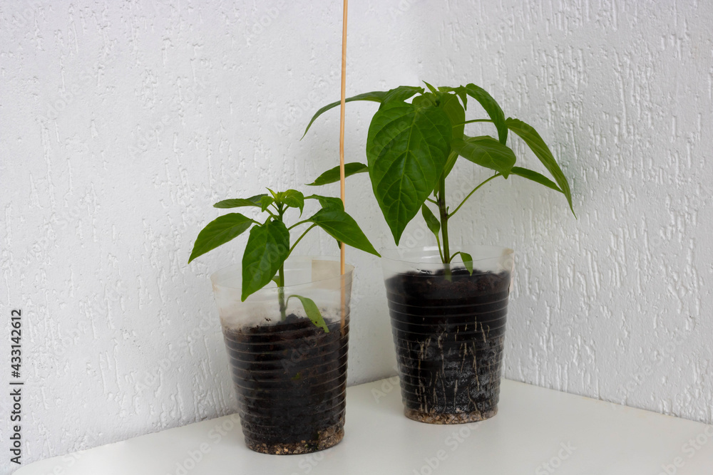 Bell pepper seedling with a well-developed root system on a white ...