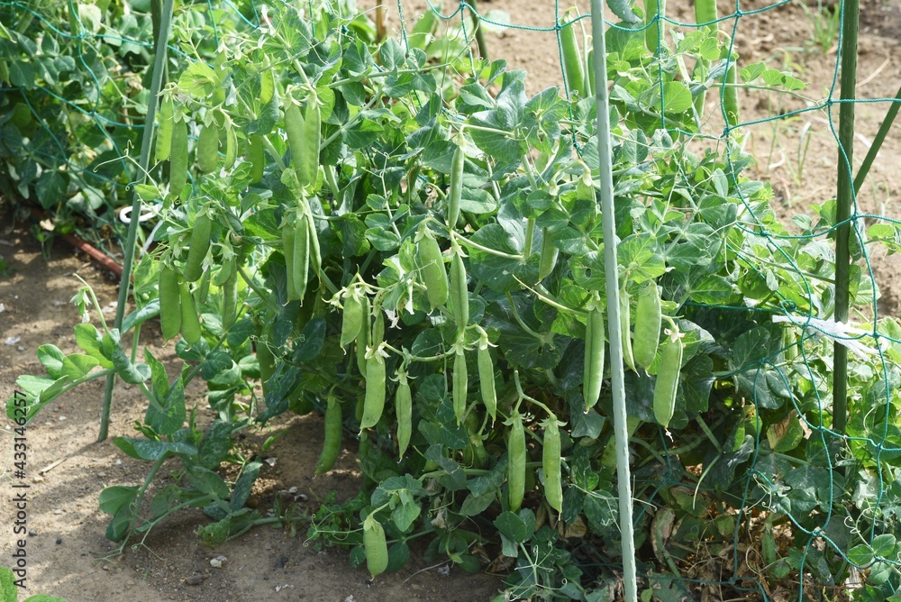 Snow pea cultivation. Snow pea is a type of bean that can be eaten with ...