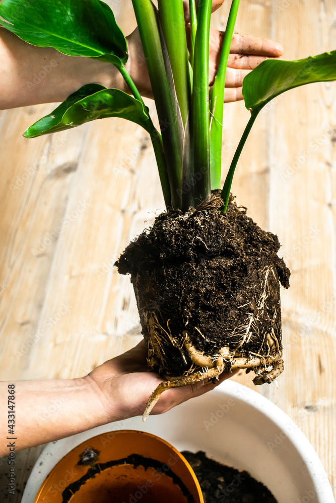 Image of strelitzia seedling and its roots. Repotting concept. Stock ...