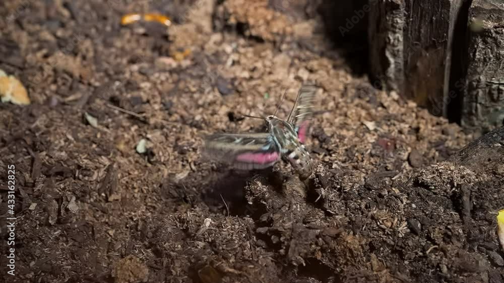 This slow motion video showcases a beautiful sphinx moth (Sphingidae ...