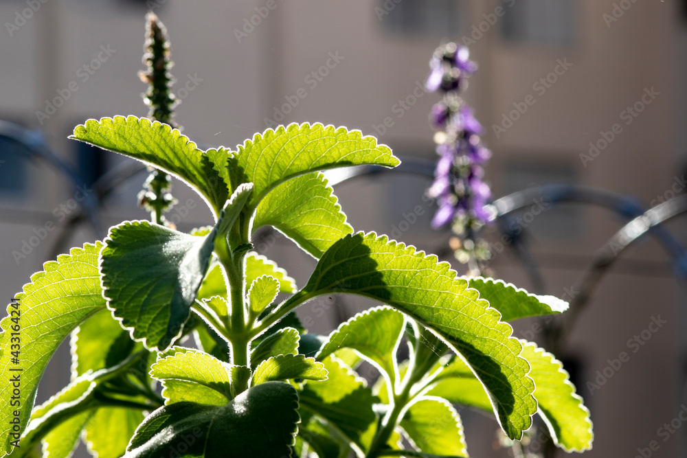 Selective focus of Boldo blossom with black background. Green plant ...