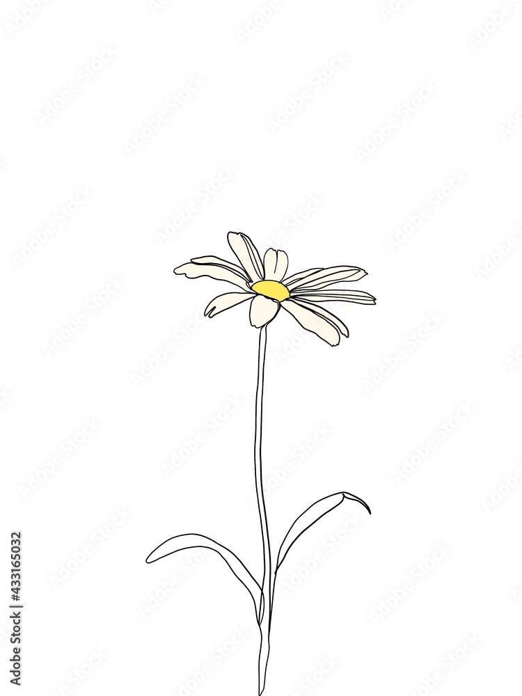 Hand drawn illustrations of daisy isolated line art. Minimalist style ...