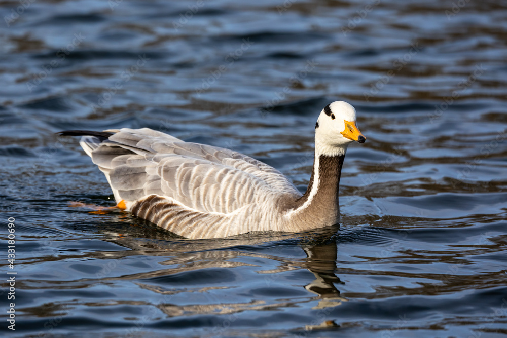 The bar-headed goose, Anser indicus seen in English Garden in Munich ...
