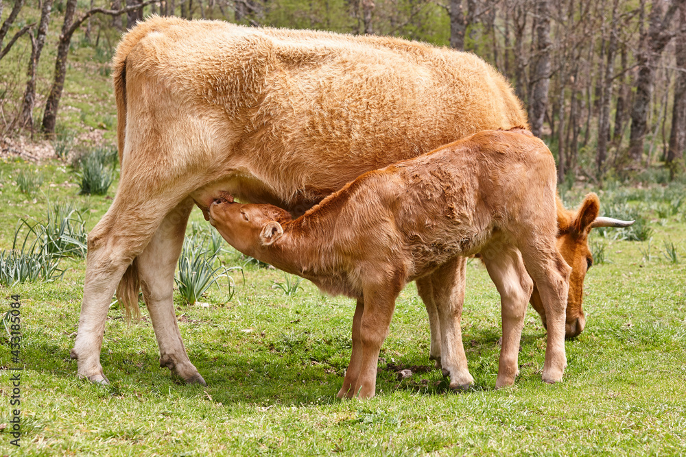 Unweaned calf suckling from his mother. Bovine cattle Stock Photo ...
