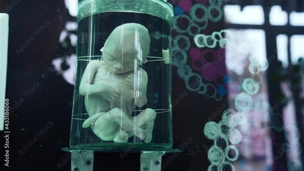 Vidéo Stock Anatomy model at medical museum. Fetus in formalin solution ...