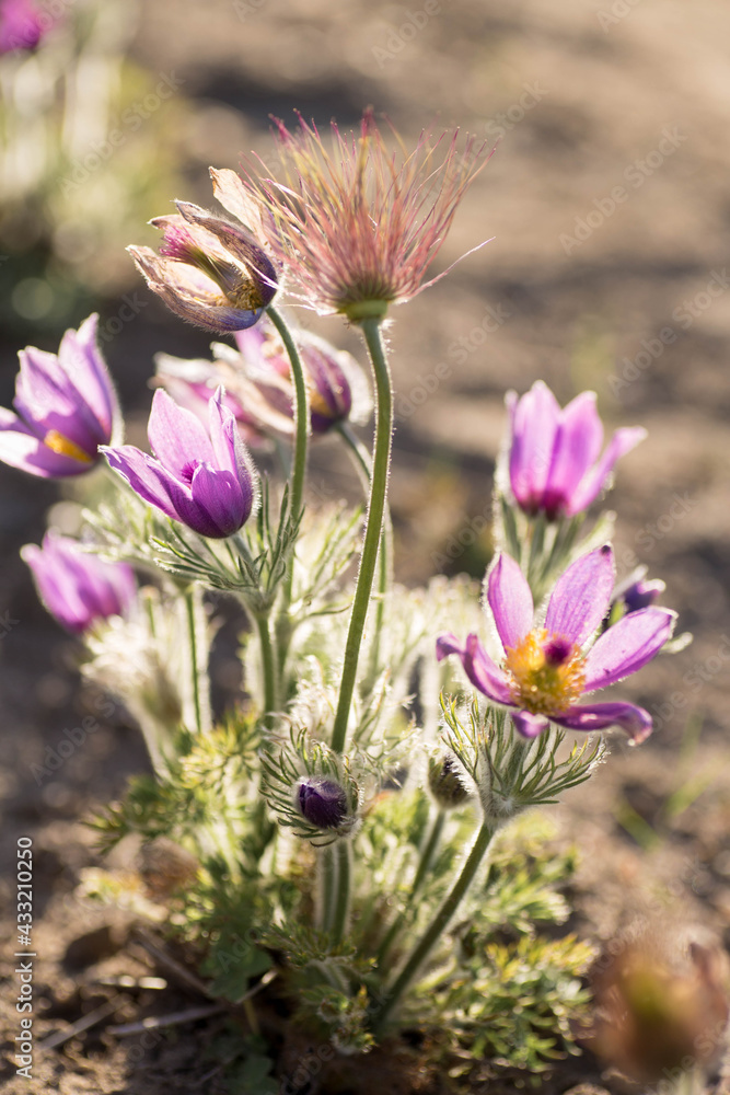 Beautiful Pasque-flower close up. Pulsatílla pátens in sunset light ...