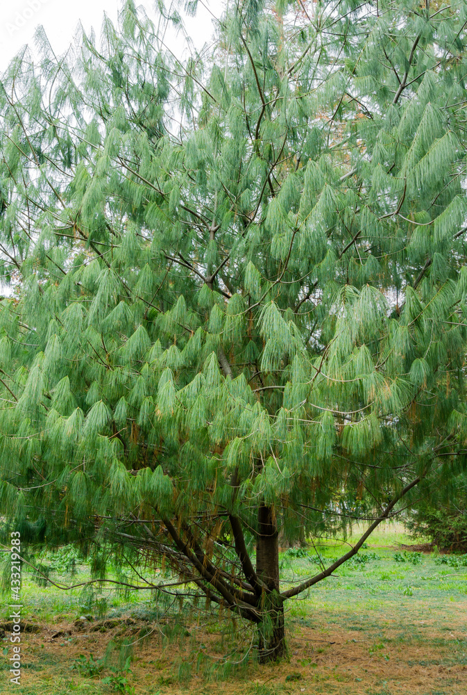 Beautiful Chinese White Pine (Pinus Armandii Franch) in Arboretum Park ...