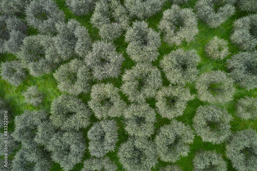Olive grove aerial view. Aerial view of olive trees lake garda italy ...