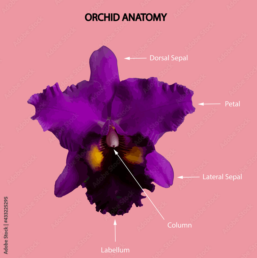Orchid anatomy Illustration. Structure of a pink Orchid flower ...