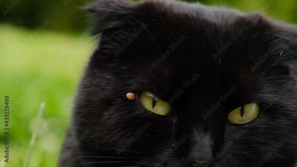Ticks in a cat. Ticks in animals.Tick sucks blood in a cat.Tick season ...