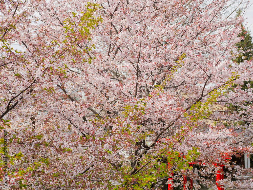 Cherry blossom in spring. Pink flowers bloom and recall the mating ...