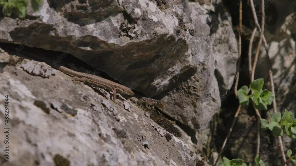 Closeup of a oriental garden lizard, common tree lizard, eastern garden ...