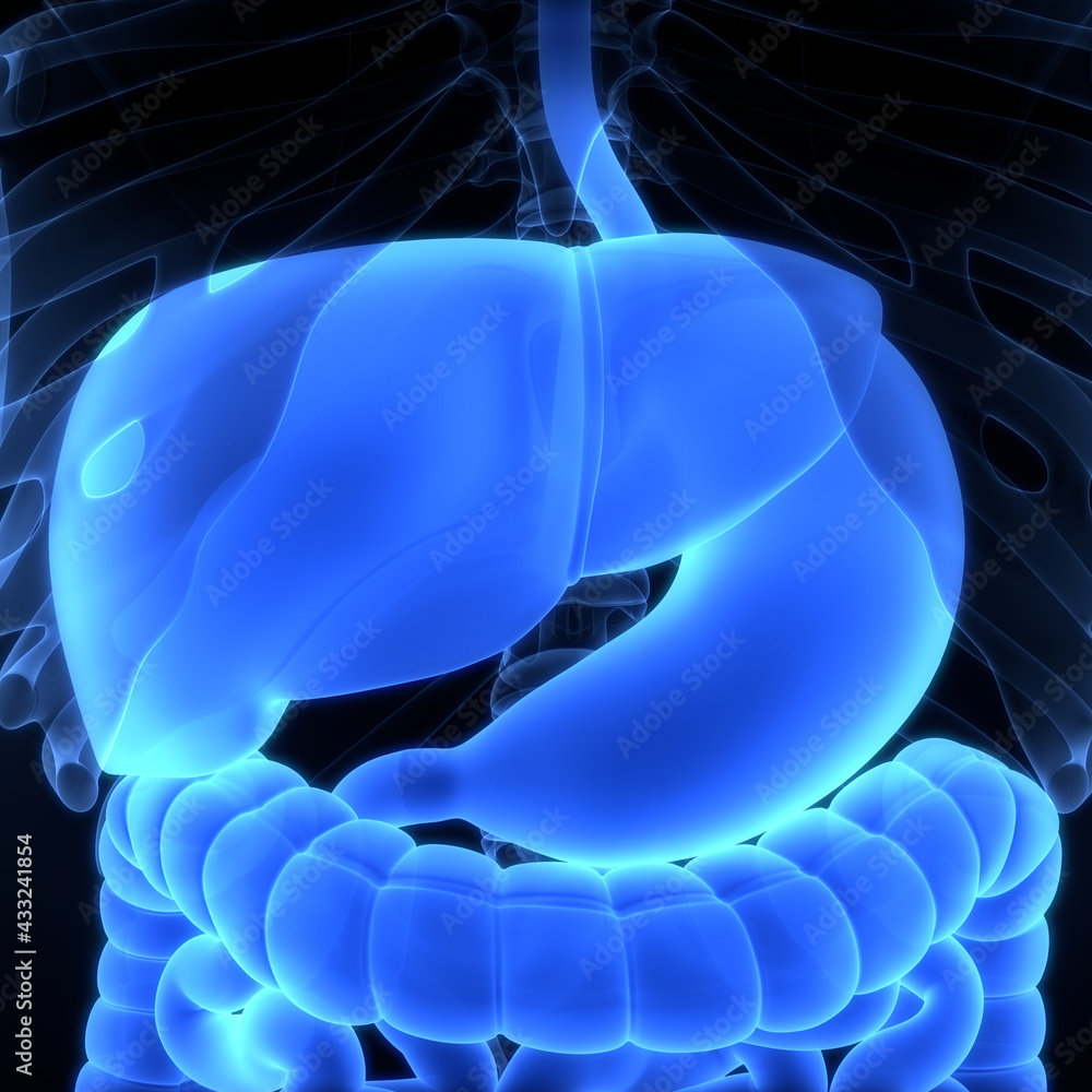 Human Digestive System Anatomy Stock Illustration | Adobe Stock