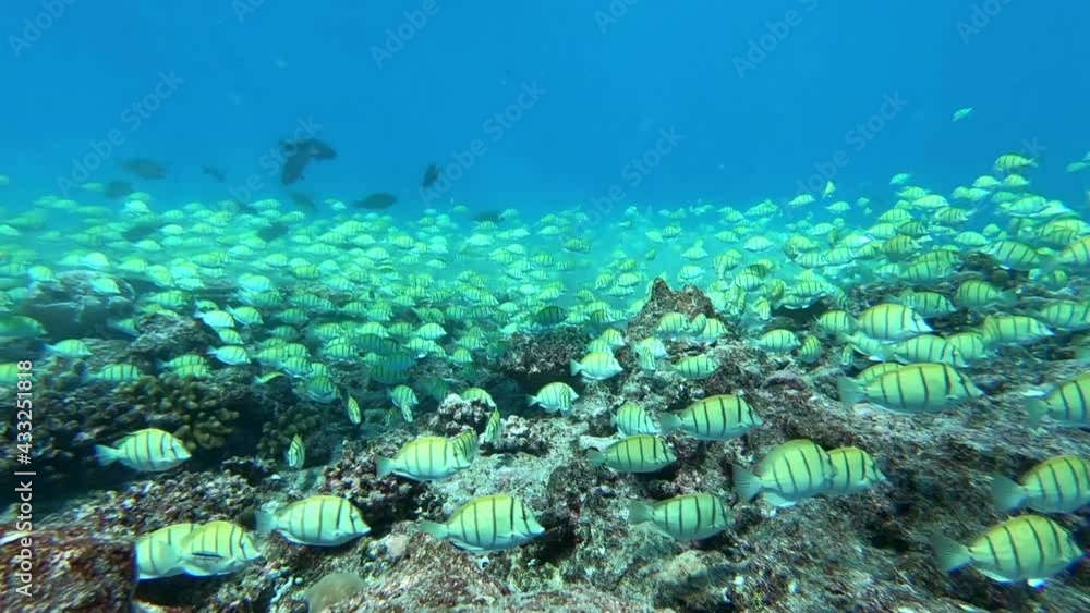 School of tuna tunny fish on the blue background of the sea under water ...