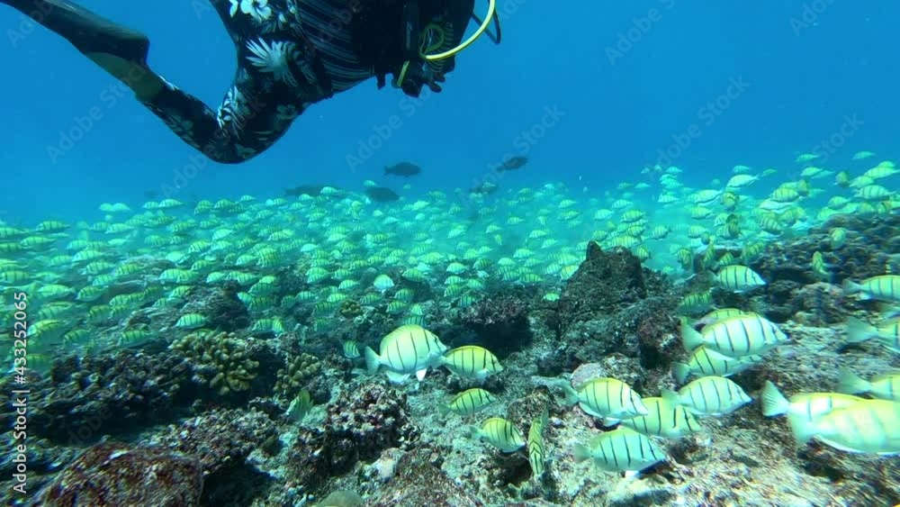 School of tuna tunny fish on the blue background of the sea under water ...