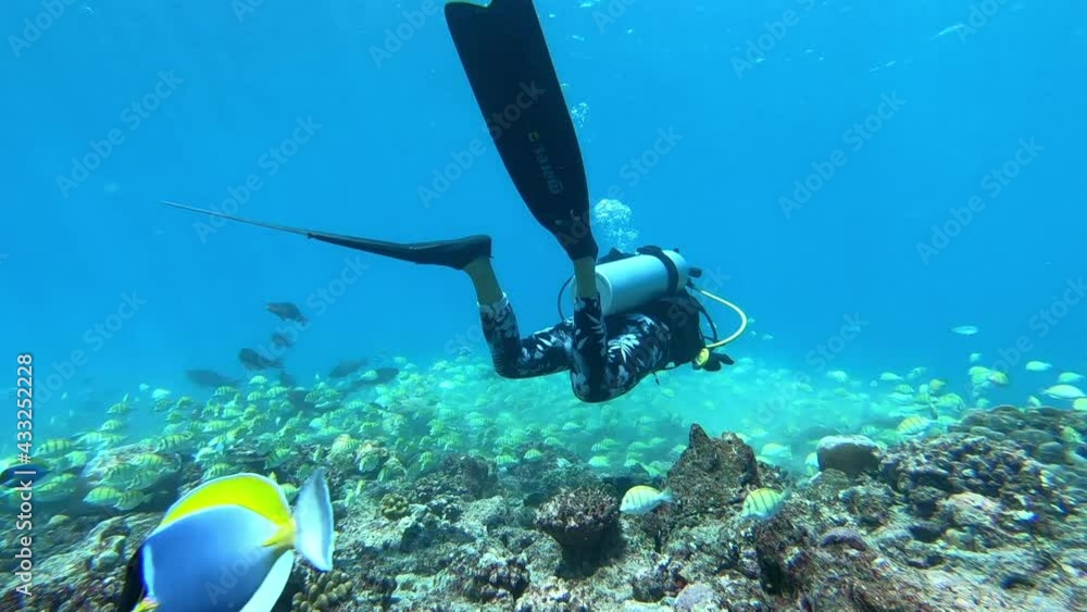 School of tuna tunny fish on the blue background of the sea under water ...