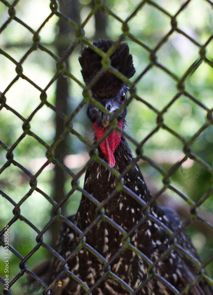 pava crestada o guan en cautiverio en una jaula mirando al frente Stock ...