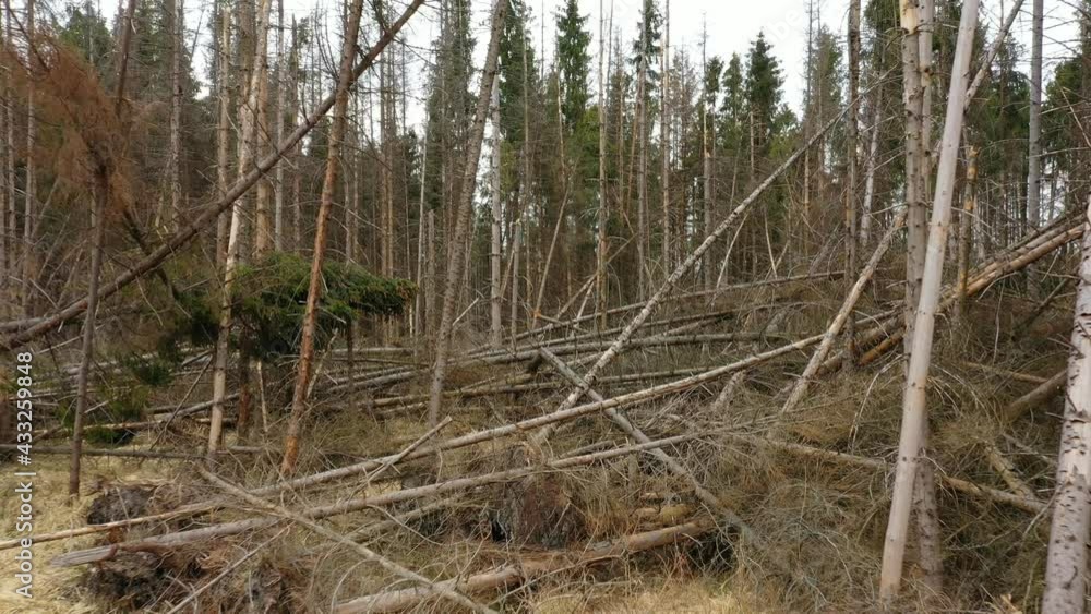 Bark beetle calamity drone pest Ips typographus wood aerial dead spruce ...