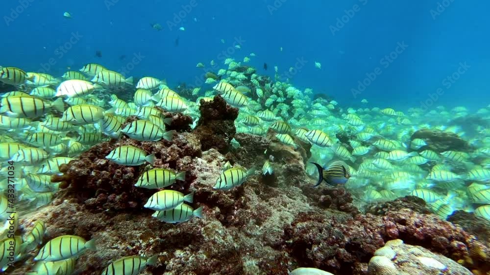 Video Stock School of tuna tunny fish on the blue background of the sea ...