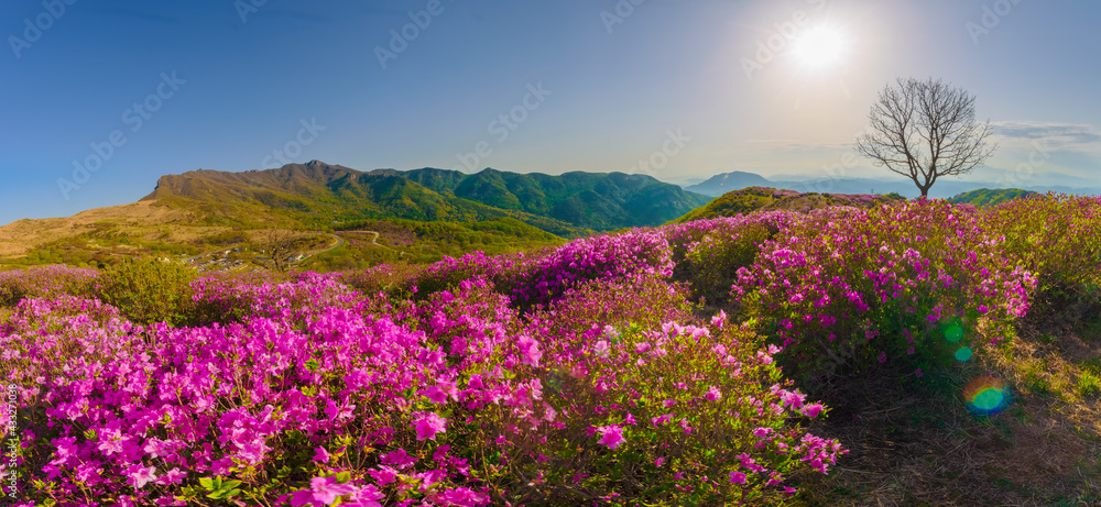 Park scenery at South Korea's Hwangmaesan Mountain in spring Stock ...
