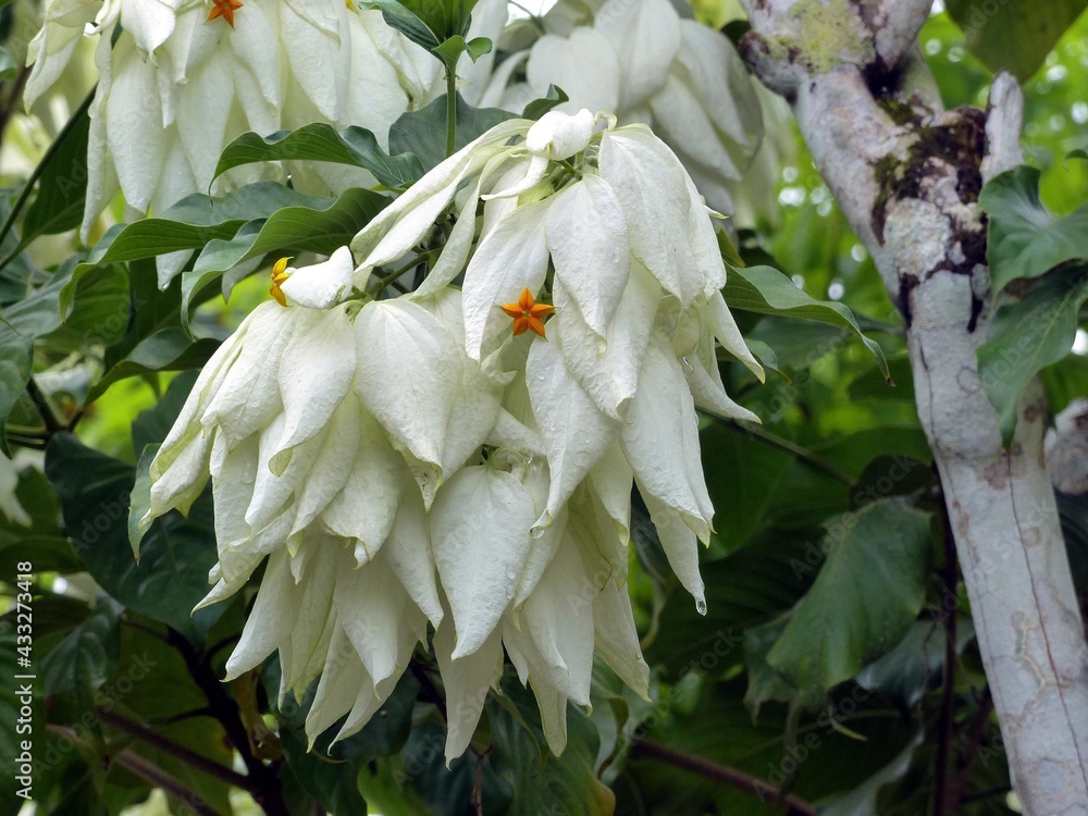 Mussaenda philippica (Filipino: agboy) is a plant species in the family ...
