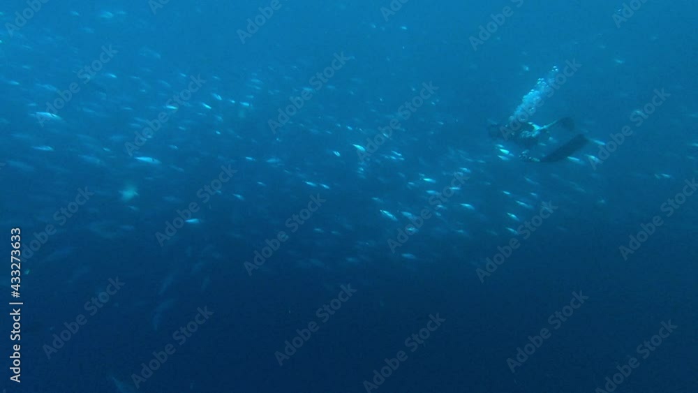 School of tuna tunny fish on the blue background of the sea under water ...