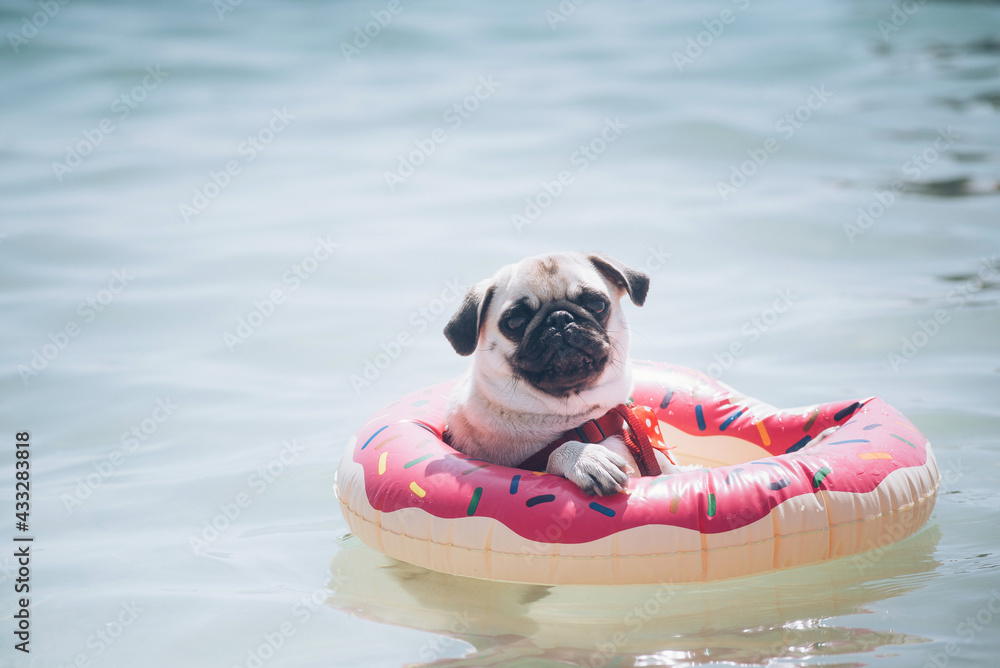 Cute pug floating in a swimming pool with a pink donut ring flotation ...
