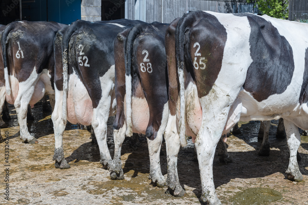 Dairy Cows line up for milking. Image taken at agricultural farm in the ...
