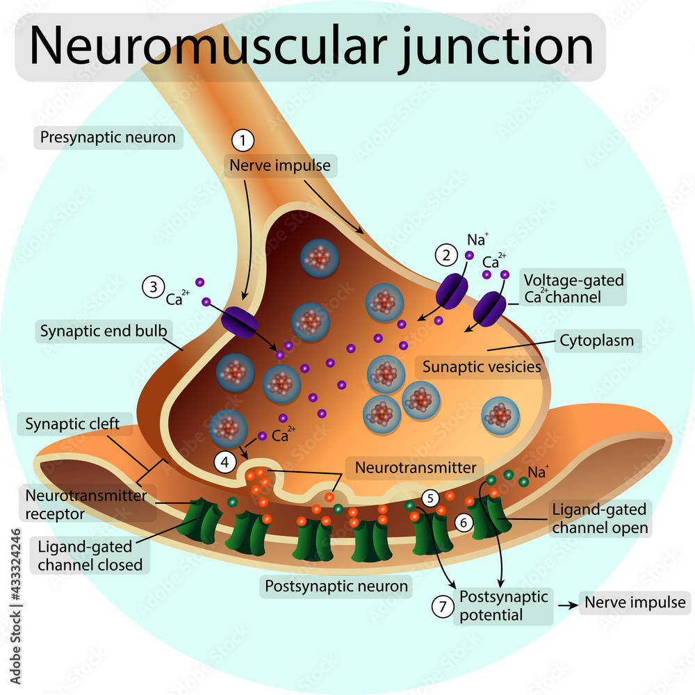 Synapse. Neuromuscular transition. Transmission of a nerve impulse Stock Vector | Adobe Stock