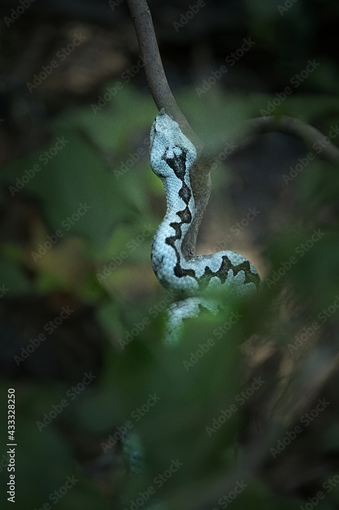 Horned viper at Paklenica National park, Croatia. Photo of dangerous ...