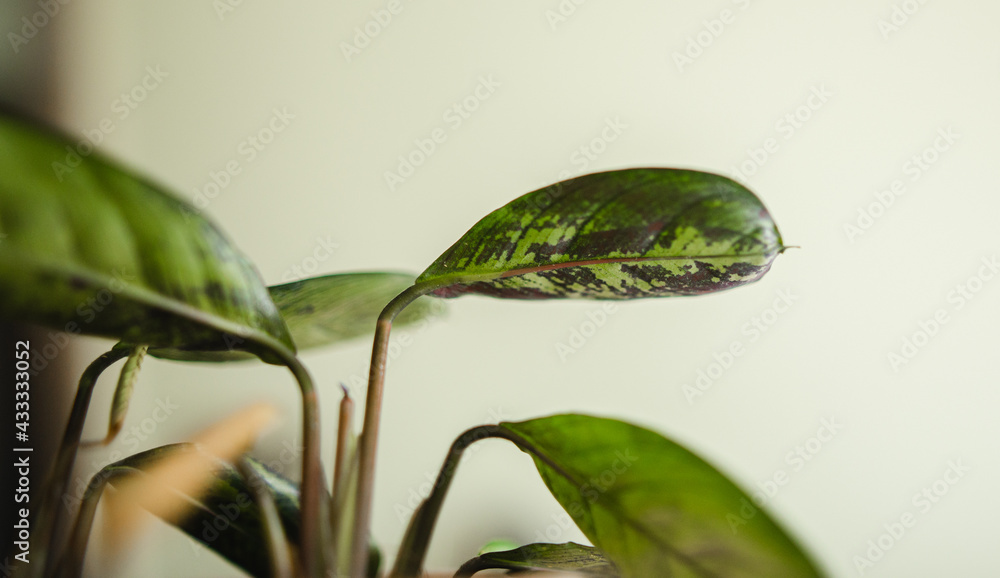 Maranta leuconeura Amabilis Mint thrips Stock Photo | Adobe Stock
