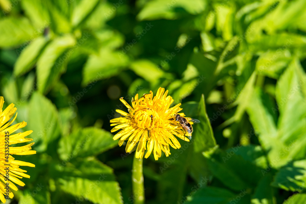 Pollination of flowers by bees. Spring blooming and pollen collection ...