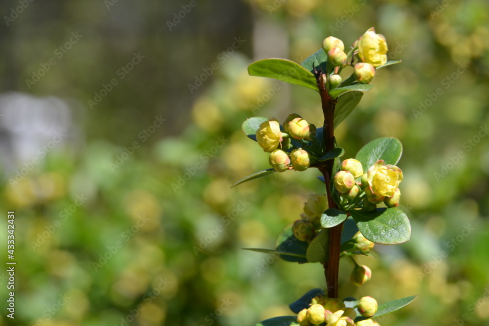 Berberis thunbergii (the Japanese barberry, Thunberg's barberry) yellow ...