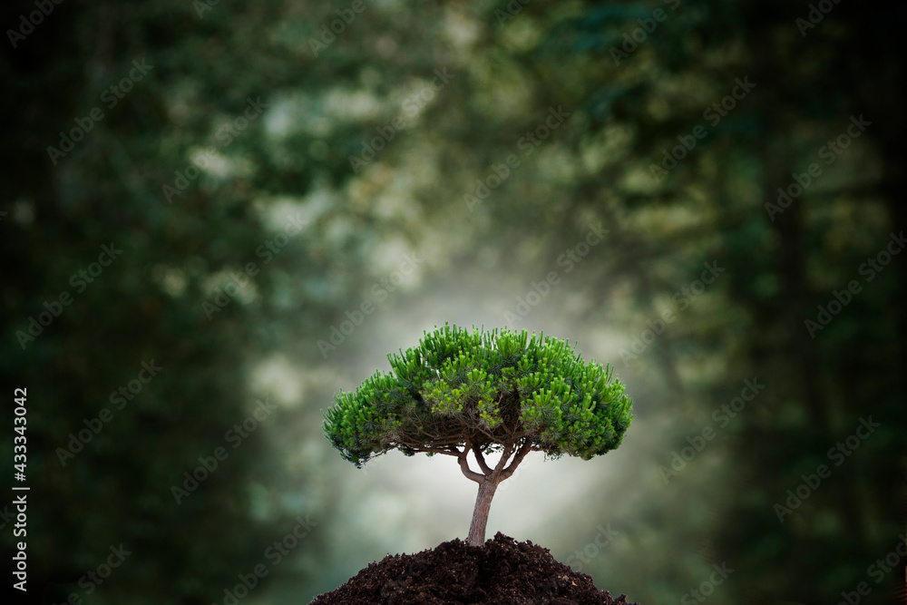 planted tree with natural forest background Stock Photo | Adobe Stock