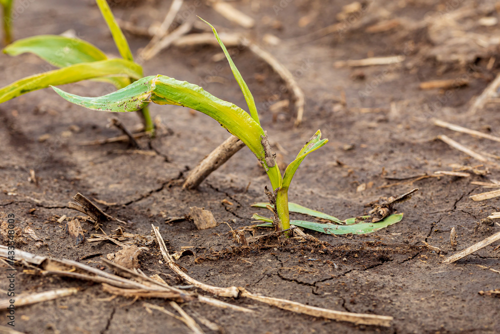 Corn plant leaf damage from wind and hail. Storm damage, crop insurance ...