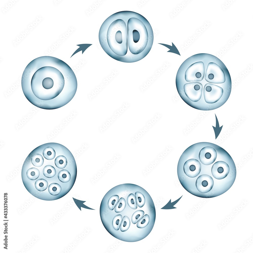 Realistic vector cells division. Stages of human embryonic development ...