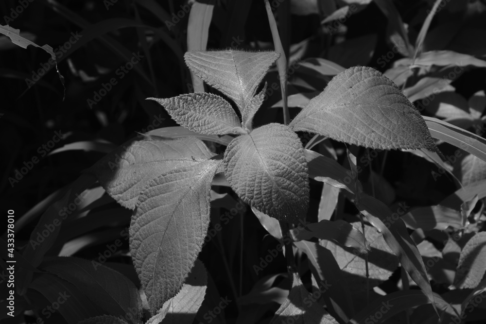 Black and white home grown garden images in natural light Stock Photo ...
