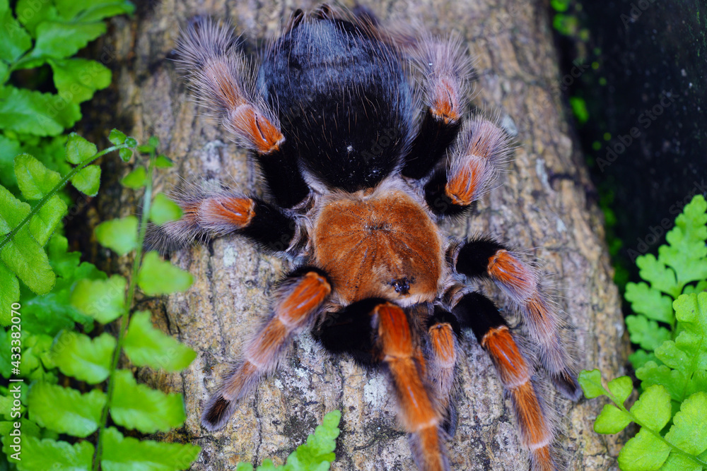 Tarantula, family Theraphosidae is building a nest. Tarantula Is a ...