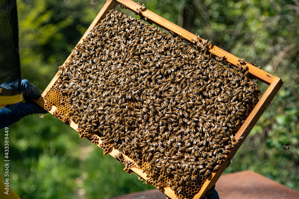 Telai di un arnia con le api Stock Photo | Adobe Stock