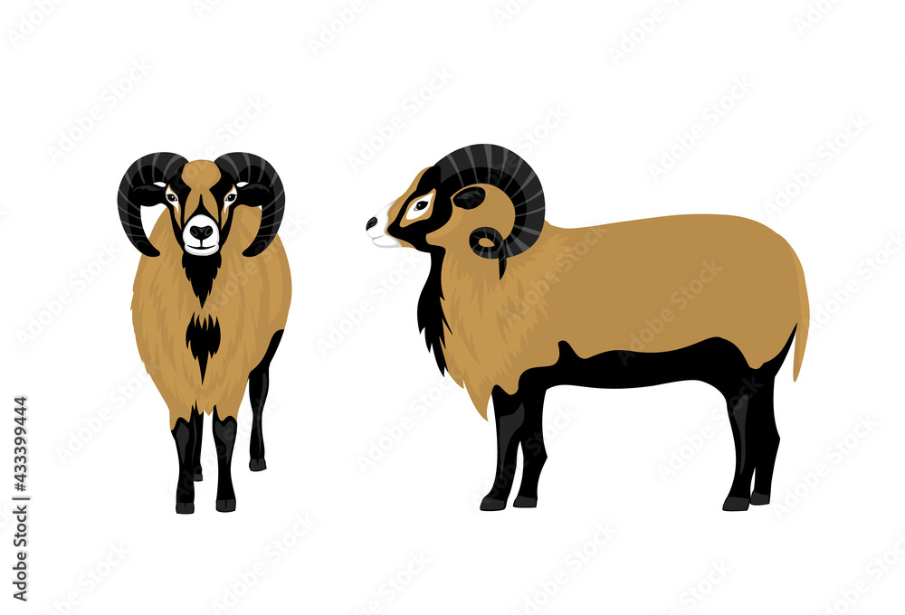 Mouflon sheep vector illustration , side and front view Stock Vector ...