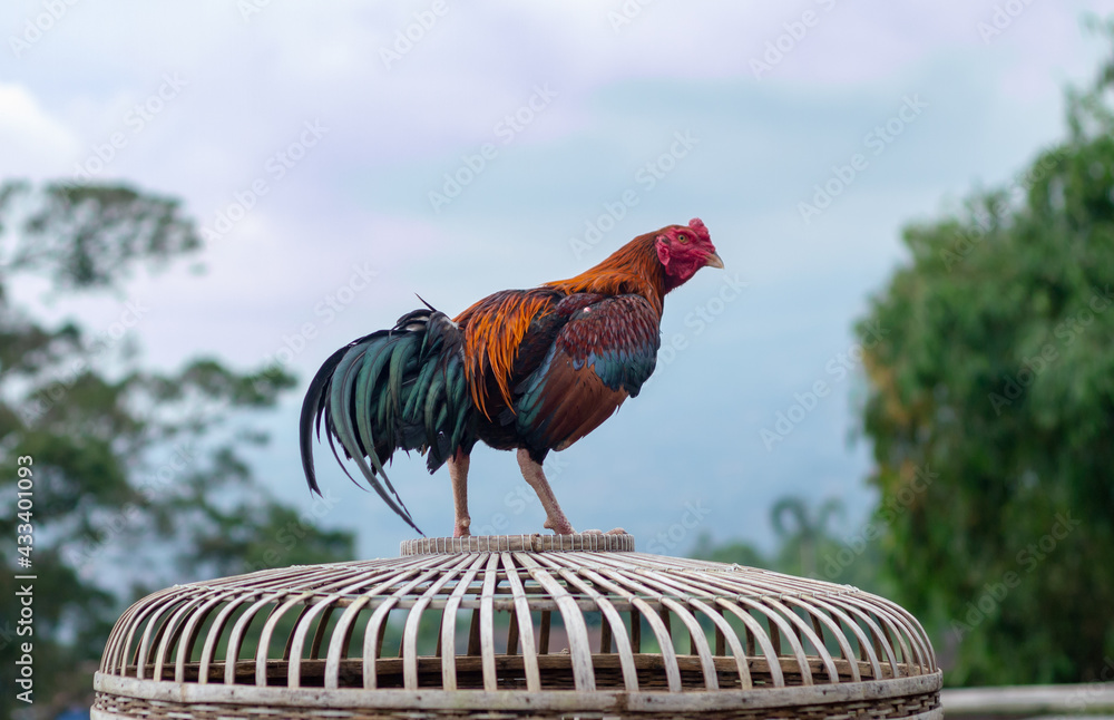 The Ayam Kampung is the chicken breed reported from Indonesia or Free ...