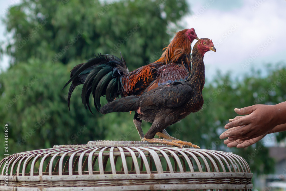 The Ayam Kampung is the chicken breed reported from Indonesia or Free ...