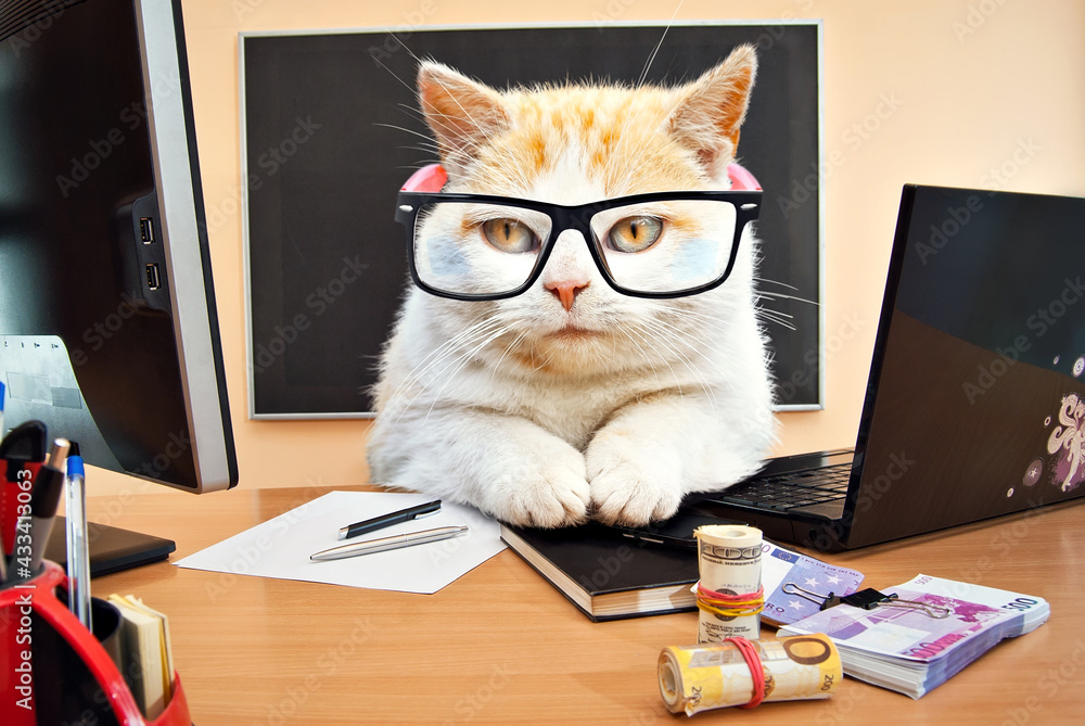 Zdjęcie Stock: Cat with glasses near the laptop. White with red cat at ... Zdjęcie Stock: Cat with glasses near the laptop. White with red cat at ...