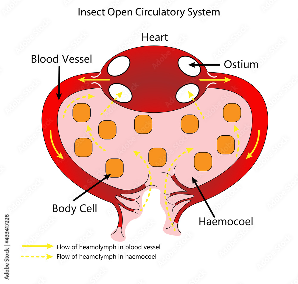 Open circulatory system of an insect to show haemocoel, blood vessels ...