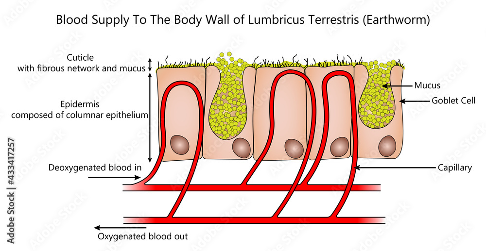 Gas exchange surface of an earthwork to show blood capillaries ...