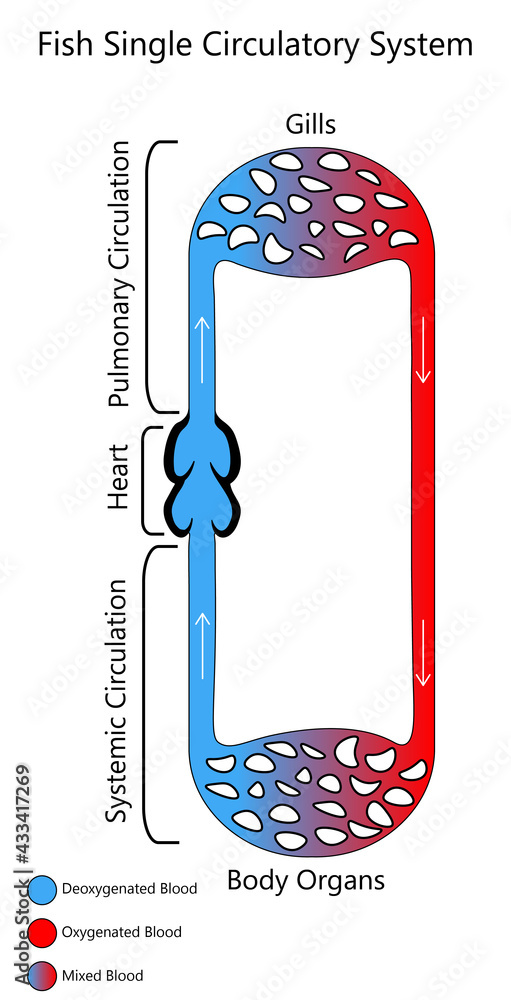 Fish closed single circulatory system ilustração do Stock | Adobe Stock