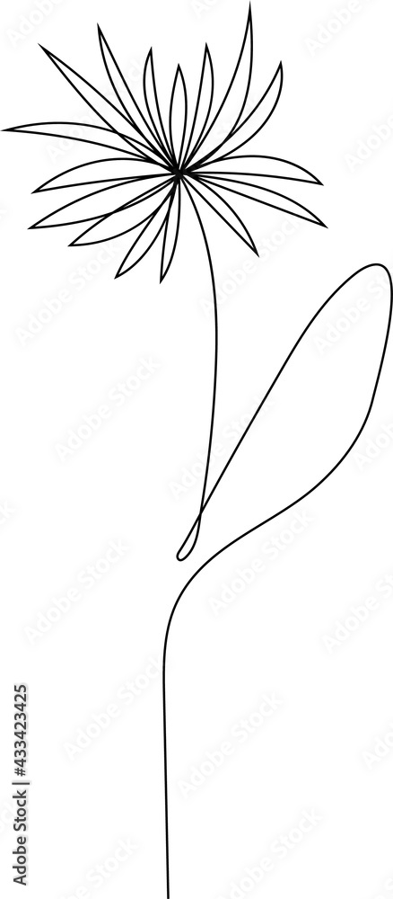 Continuous line Aster floral drawing, (Astereae) September birth flower ...