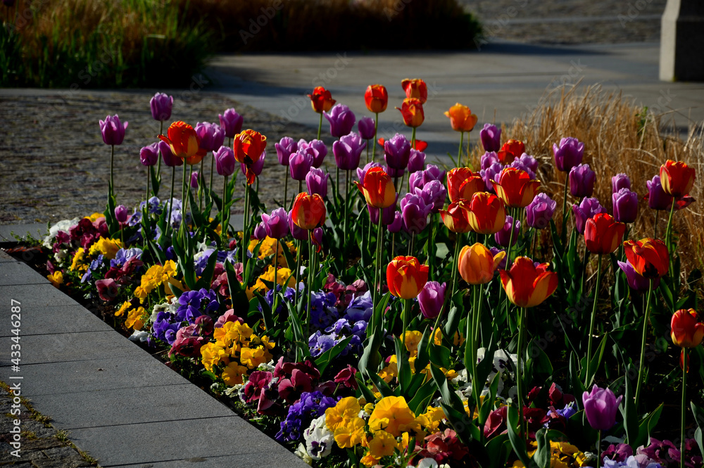 ornamental flower beds on a regular floor plan in the middle of a ...
